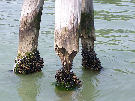 Marine structures tend to suffer deterioration in the inter-tidal zone ...